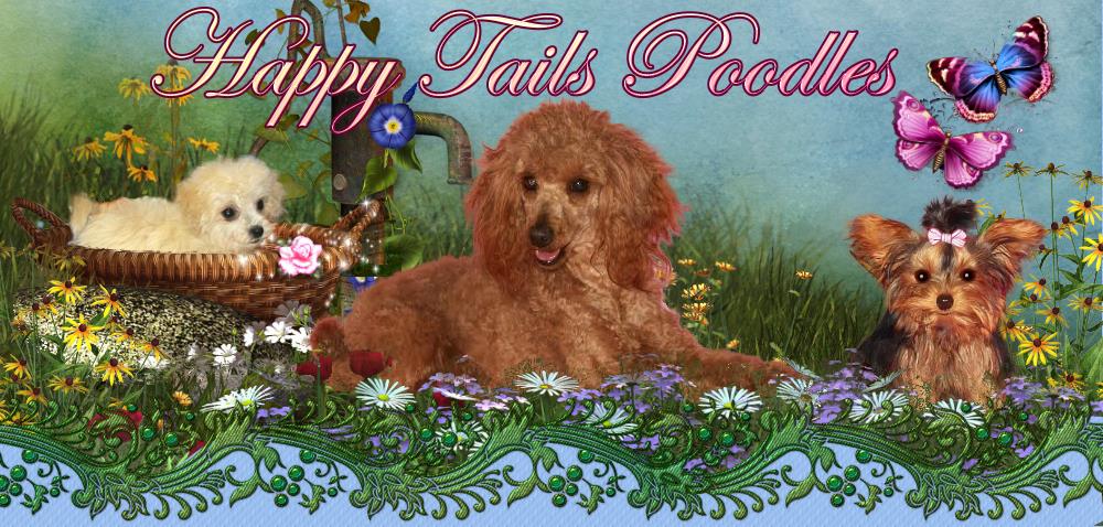 PooChi Puppies for Sale - Happytails Poodles