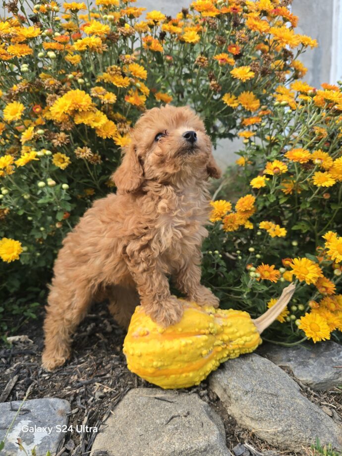 Tiny Toy Poodles - Happytails Poodles
