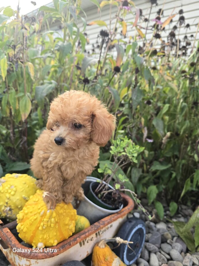 Tiny Toy Poodles - Happytails Poodles